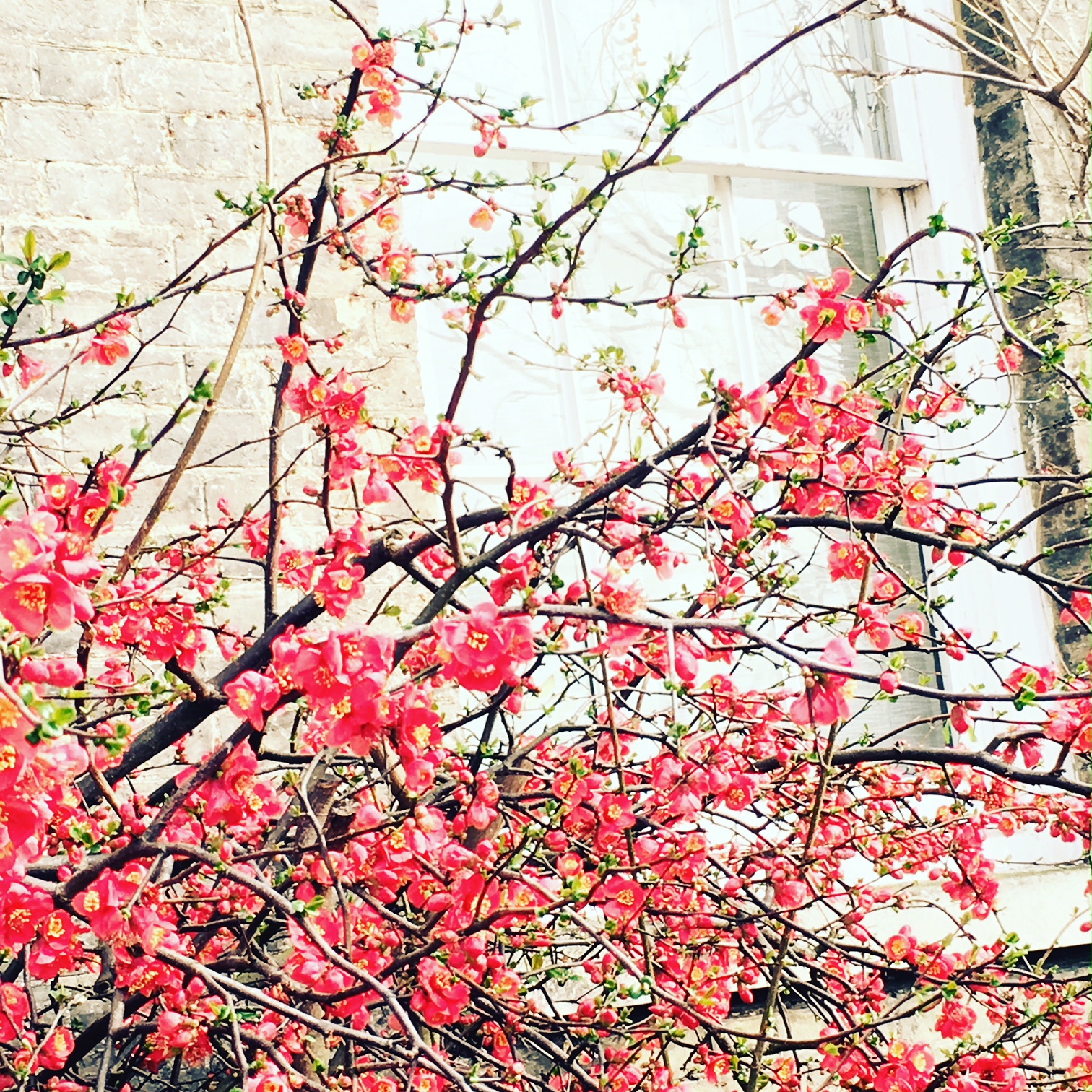 Sprucing up your house for spring - Light Intervention